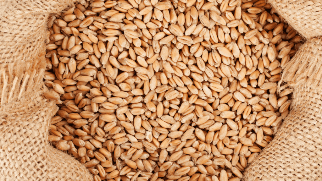 A Modern Marvel in Agricultural Infrastructure - Steinweg