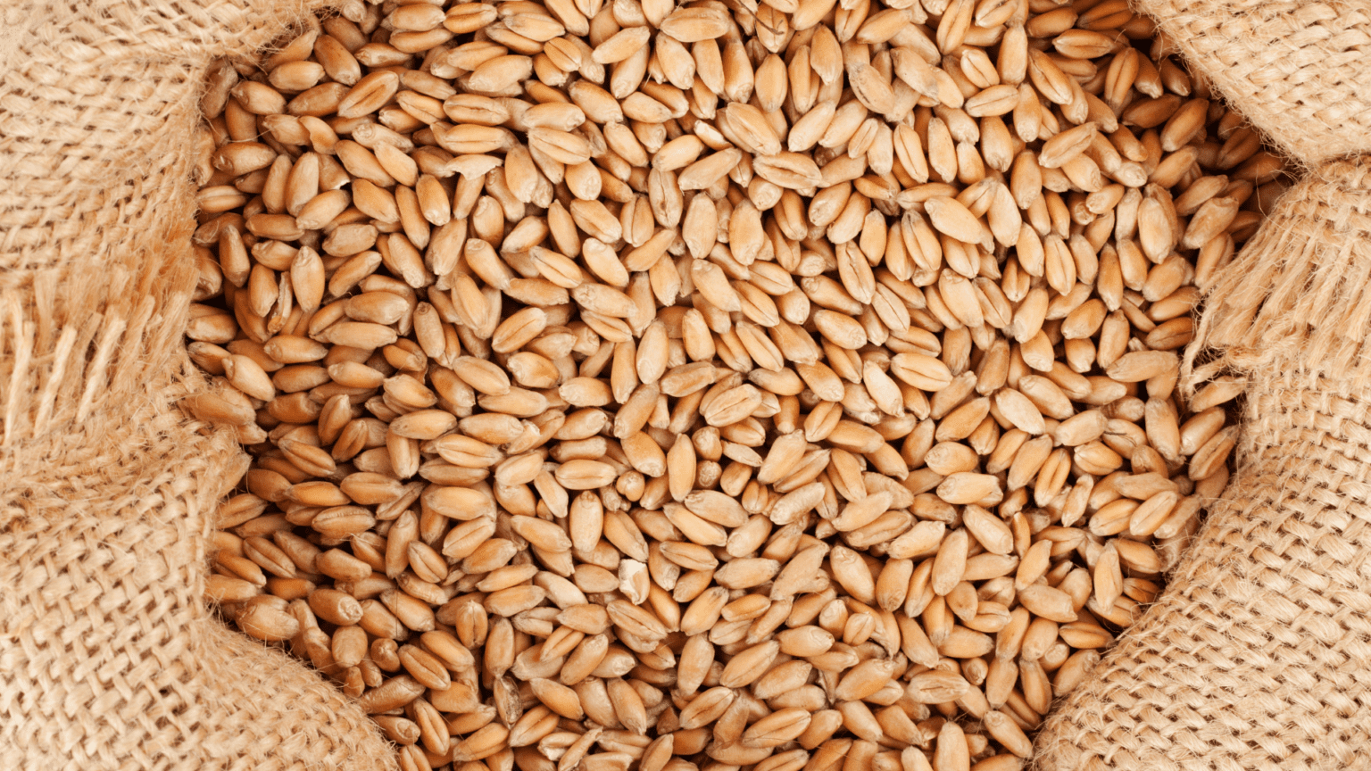 A Modern Marvel in Agricultural Infrastructure - Steinweg