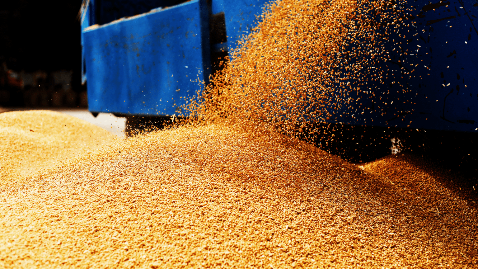 Belt Conveyors at Nacala’s Bulk Grain Terminal - Steinweg